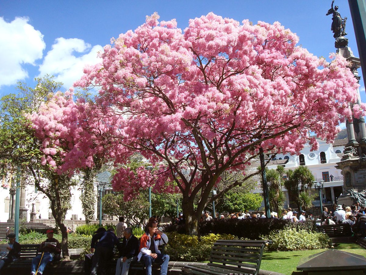Estaciones del año en Ecuador - Clima, temperaturas y tiempo
